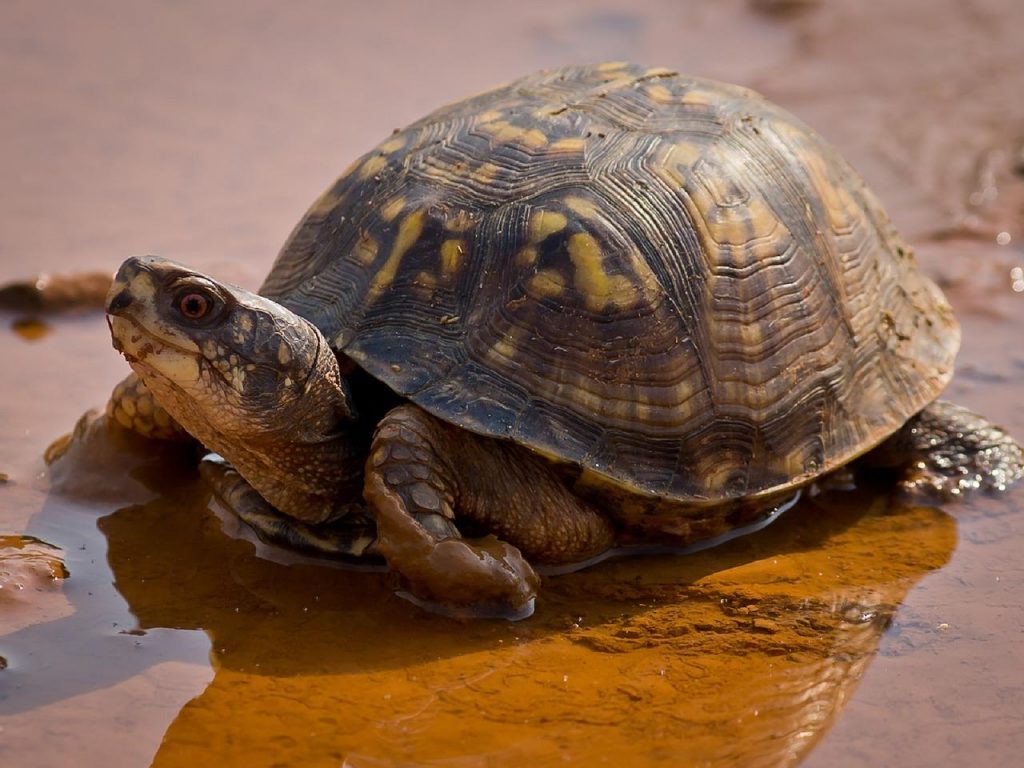 Comment bien héberger et soigner les tortues de boîte - Les-Creatures.org