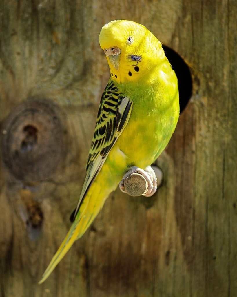 Comment choisir, soigner et former un perroquet - Les-Creatures.org