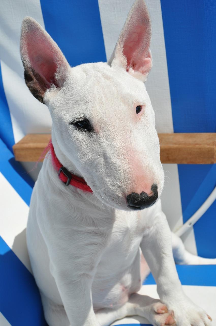 Le Pit Bull Terrier américain : Un guide pour les propriétaires - Les ...