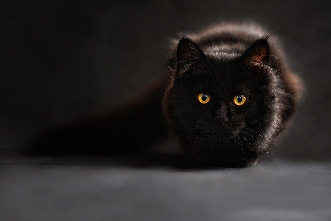 10 conseils utiles pour retrouver un chat perdu ou disparu - Les ...