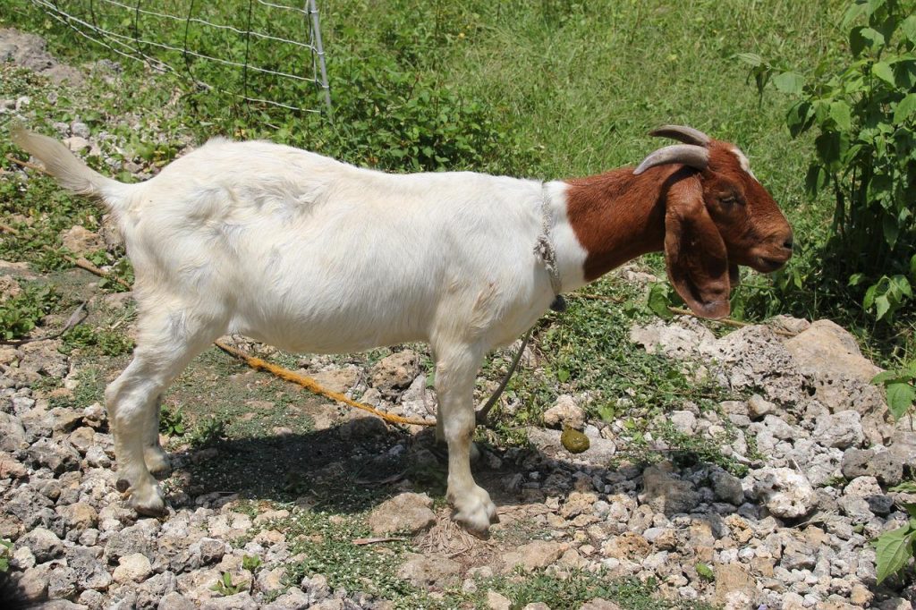 Élevage de chèvres : Elevage et chevreaux - Les-Creatures.org