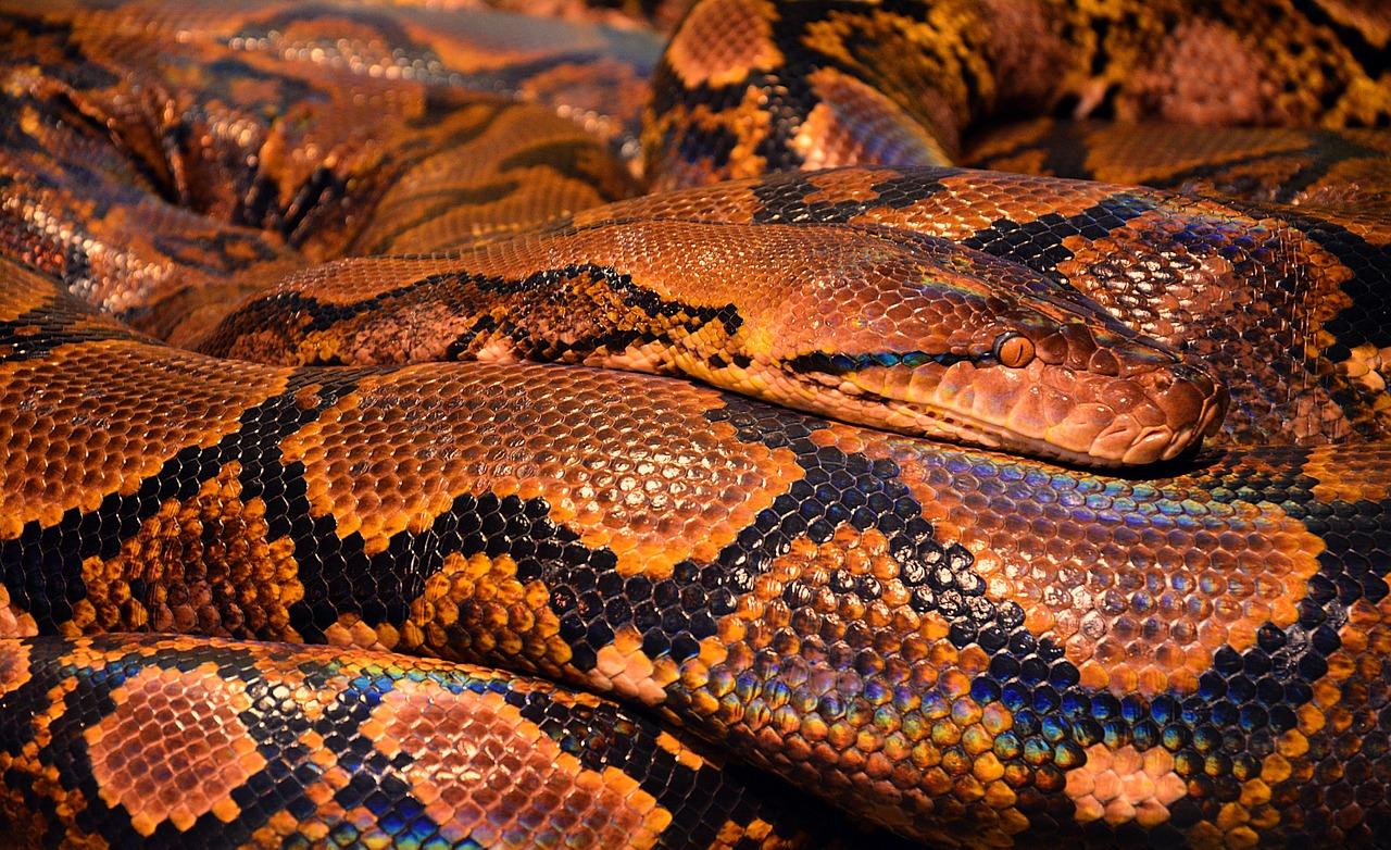 14 espèces de boas et de pythons : Étonnants serpents constricteurs ...
