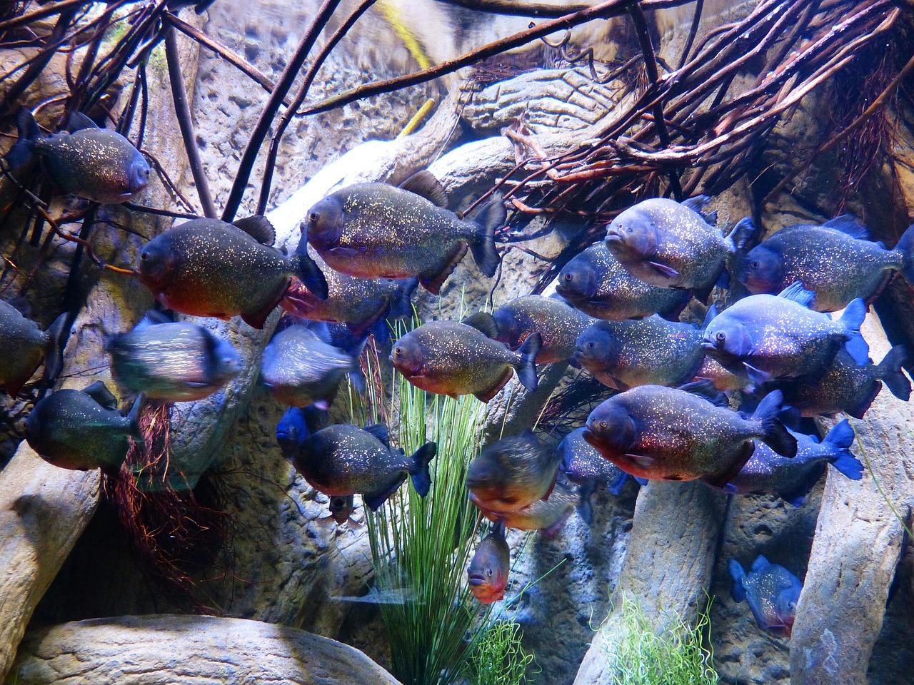 Comment prendre soin des tétras (un poisson d'aquarium populaire) - Les ...