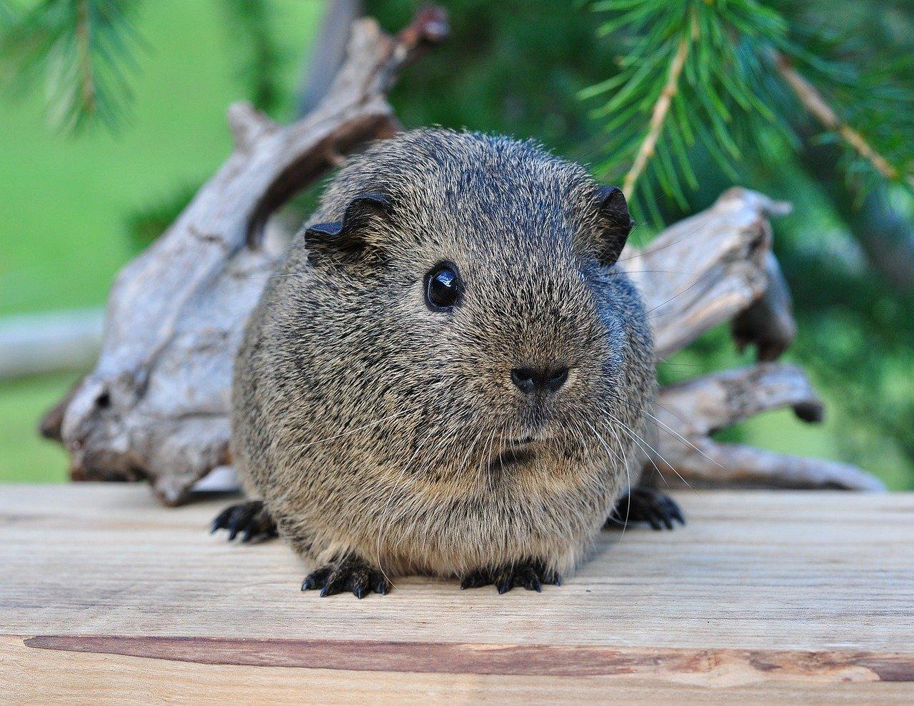 L'Agouti et le Paca : Les rongeurs d'Amérique du Sud - Les-Creatures.org