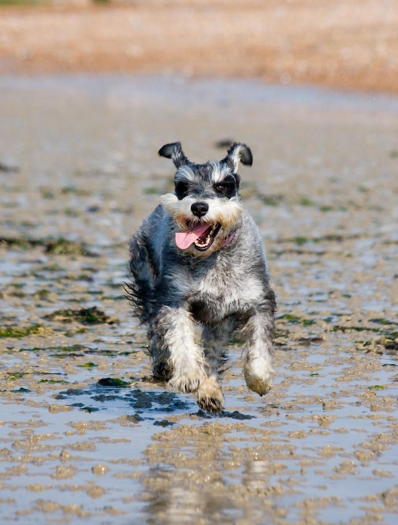 L'histoire et les origines du Schnauzer nain - Les-Creatures.org
