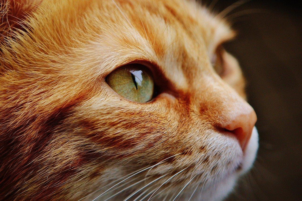 Chatons nouveau-nés : Ce que vous devez savoir - Les-Creatures.org