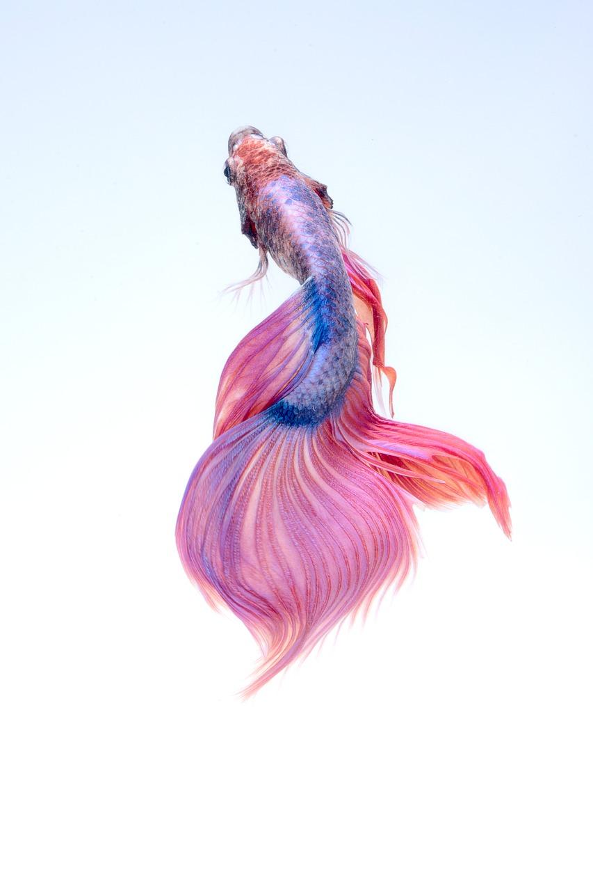 Comment remédier à l'Ich ou Ick chez les poissons Betta (taches ...