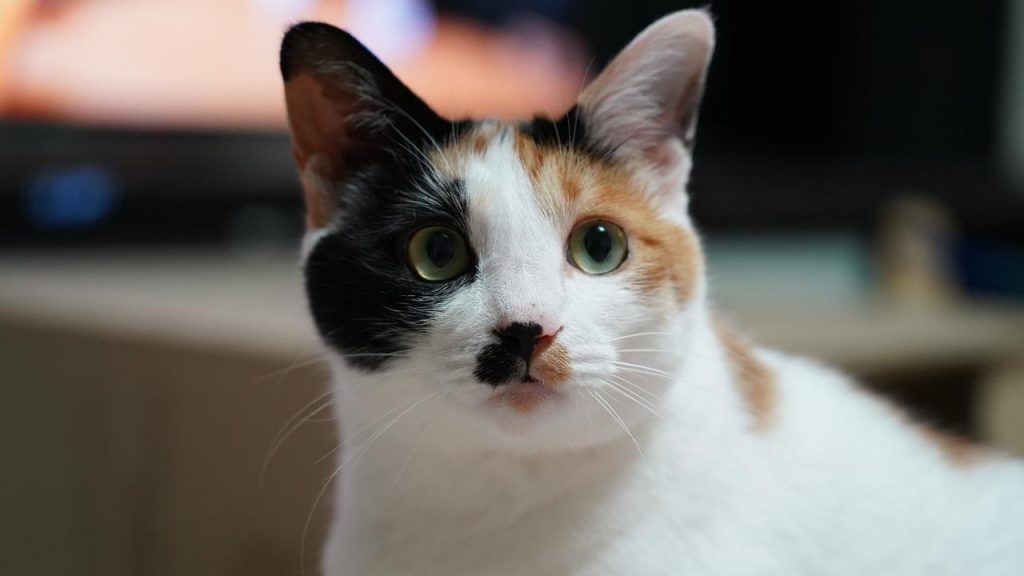 Infections oculaires chez les chats : Types, symptômes, causes et ...