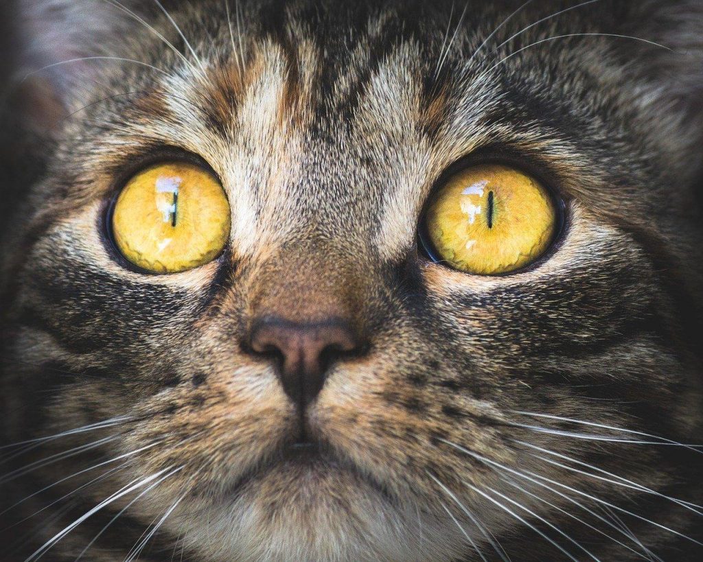 Anatomie et fonction de l'oeil d'un chat - Les-Creatures.org
