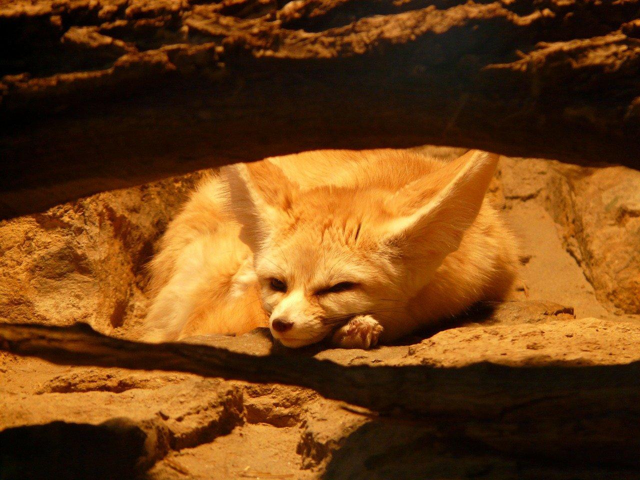 Le Fennec : Faits, photos, vidéos et animaux de compagnie exotiques ...