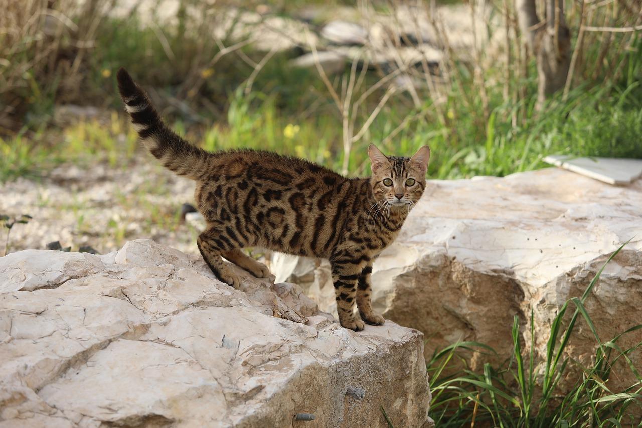 Comment empêcher un chat de miauler en permanence ? - Les-Creatures.org