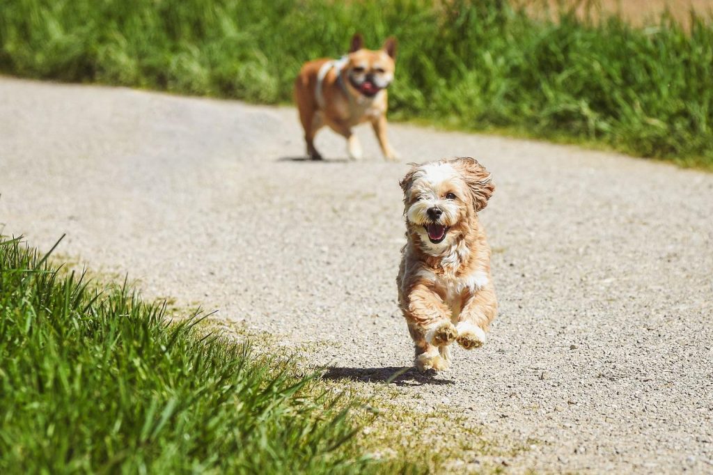 10 chiens mignons qui restent petits et ne perdent pas leurs poils ...