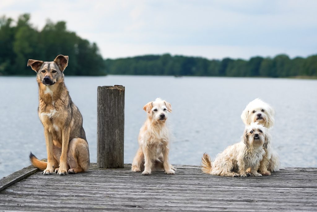 Pourquoi les chiens sont-ils appelés le meilleur ami de l'homme ...