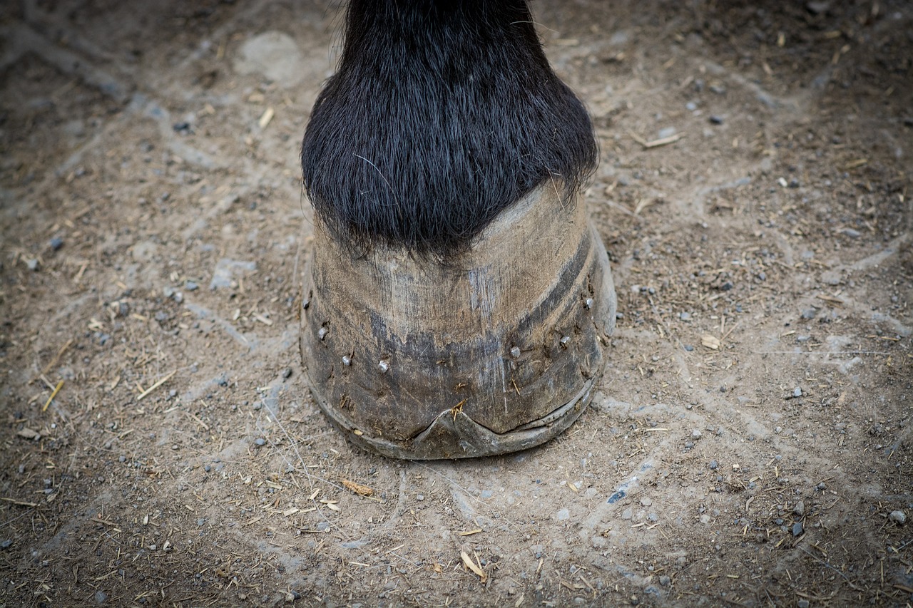 Les fissures du sabot chez le cheval : Causes, traitement et prévention ...